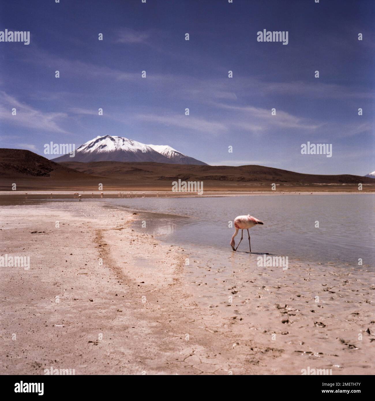 Atacama Desert Bolivia Plateau Flamingo Lagoon Mountains Stock Photo ...