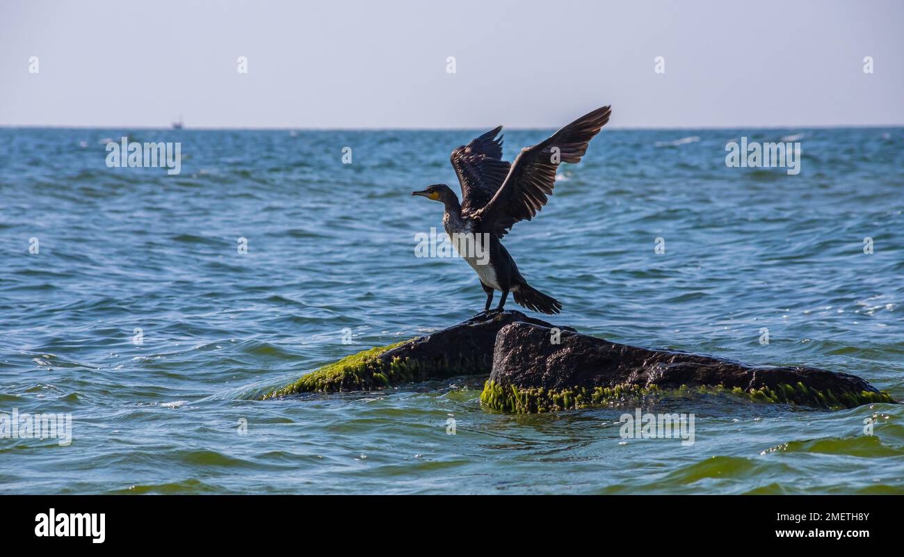 great cormorant sitting on a rock in the sea Stock Photo - Alamy