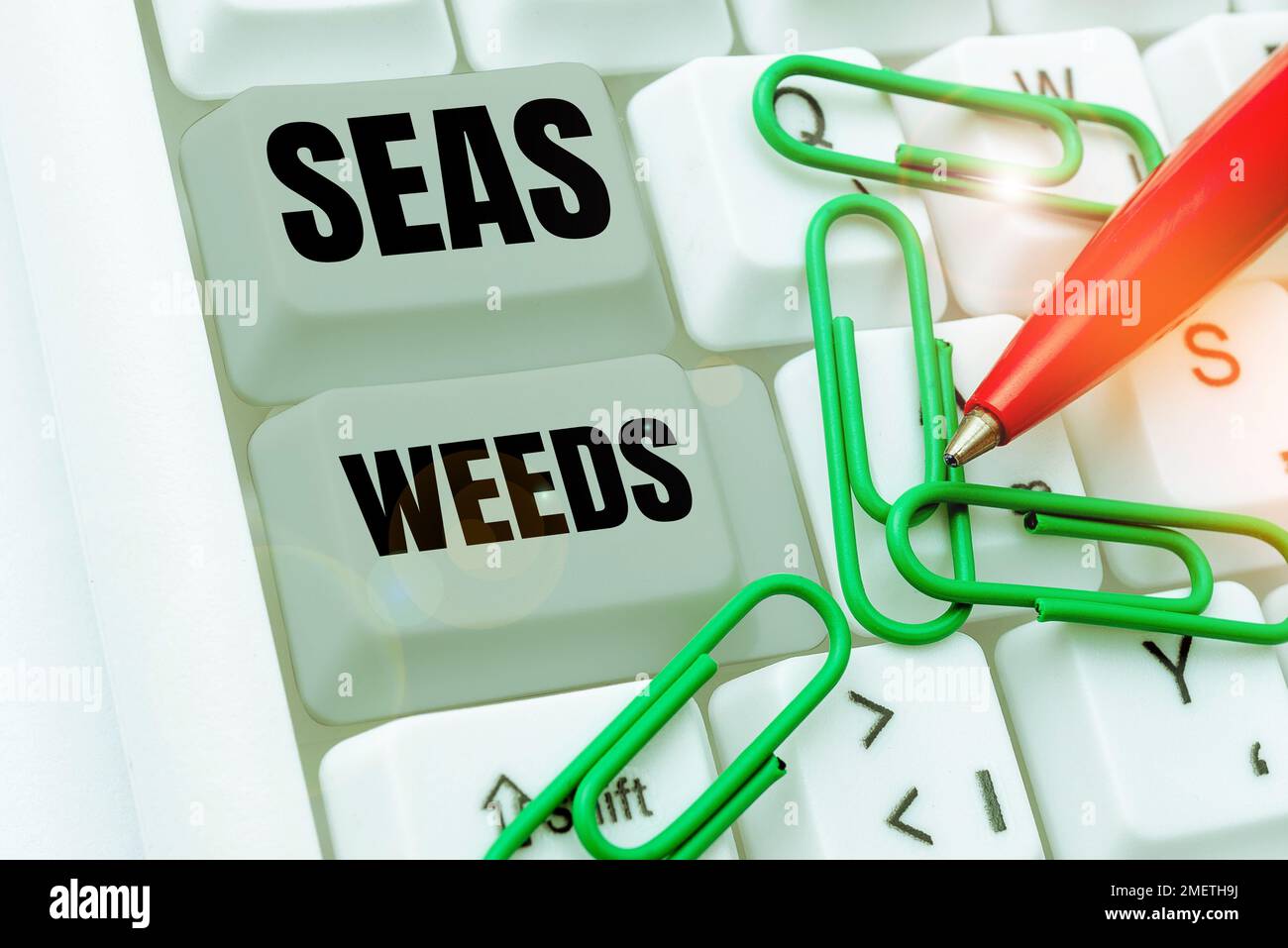 Writing displaying text Sea Weeds, Business approach Large algae ...