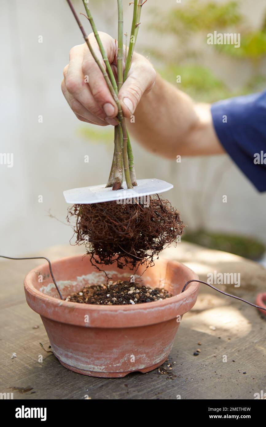 Creating a clump style maple, threading trees through holes and pushing ...