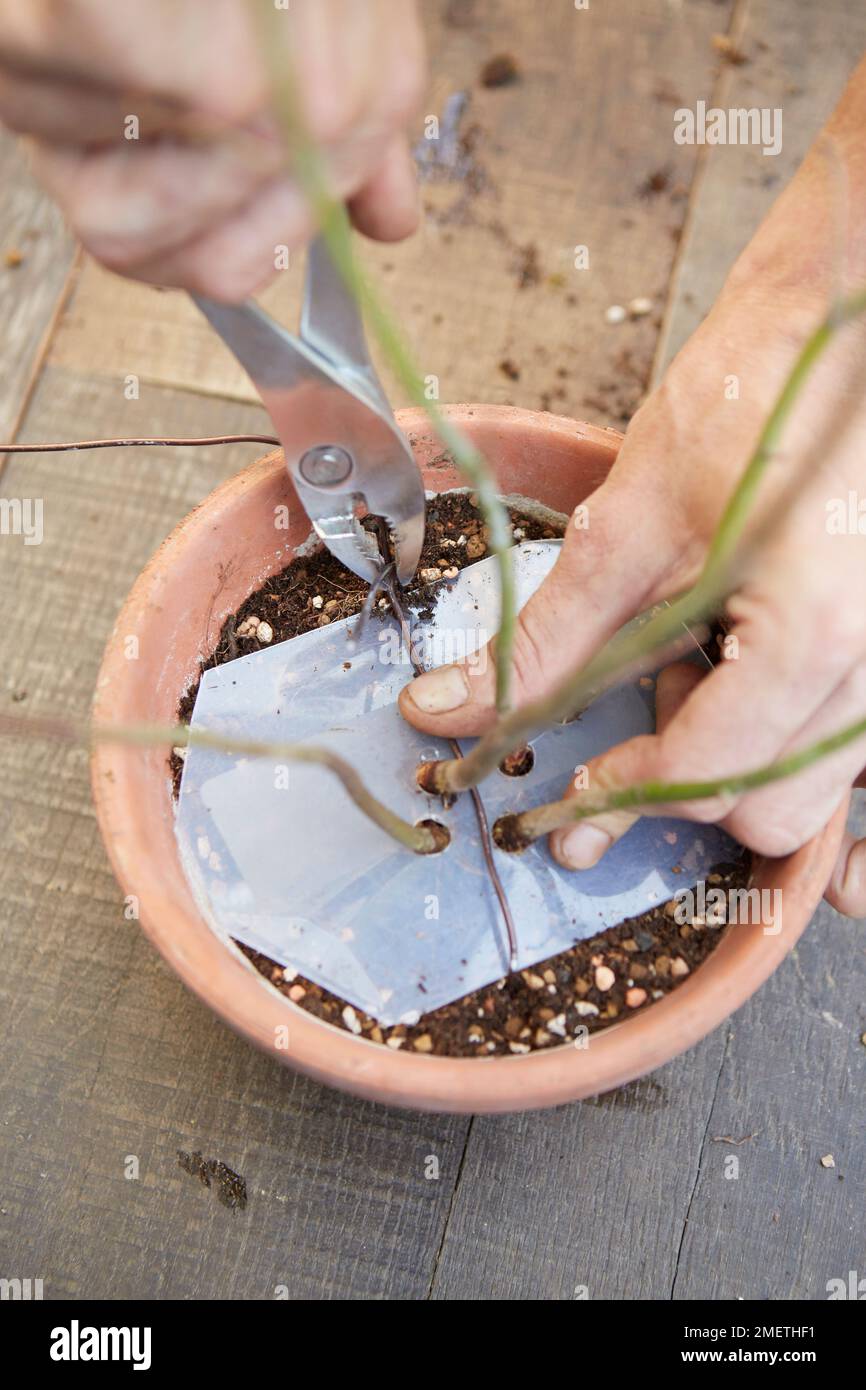 Creating a clump style maple, setting the clump on the soil surface ...
