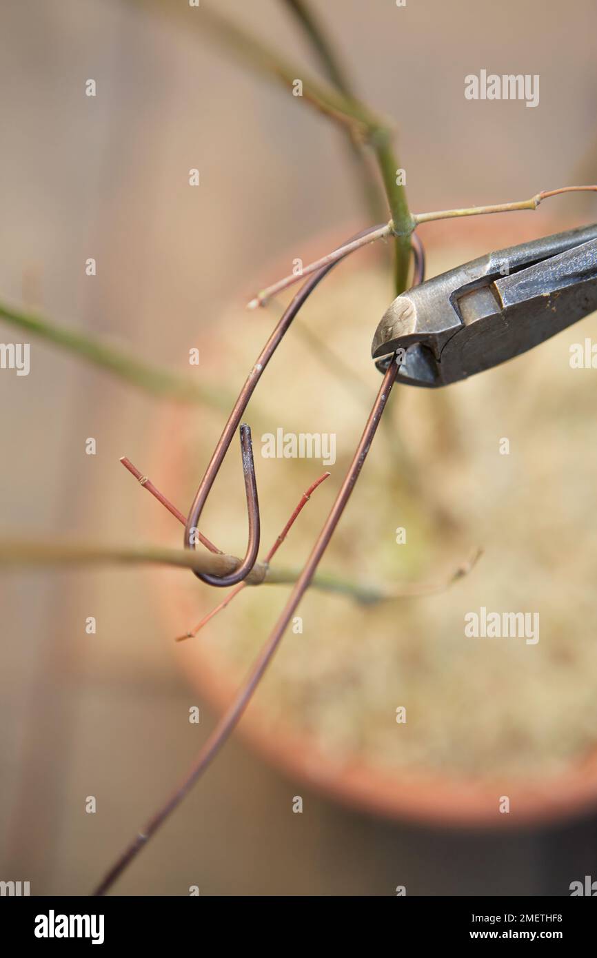 Creating a clump style maple, making some wire hooks to secure the ...