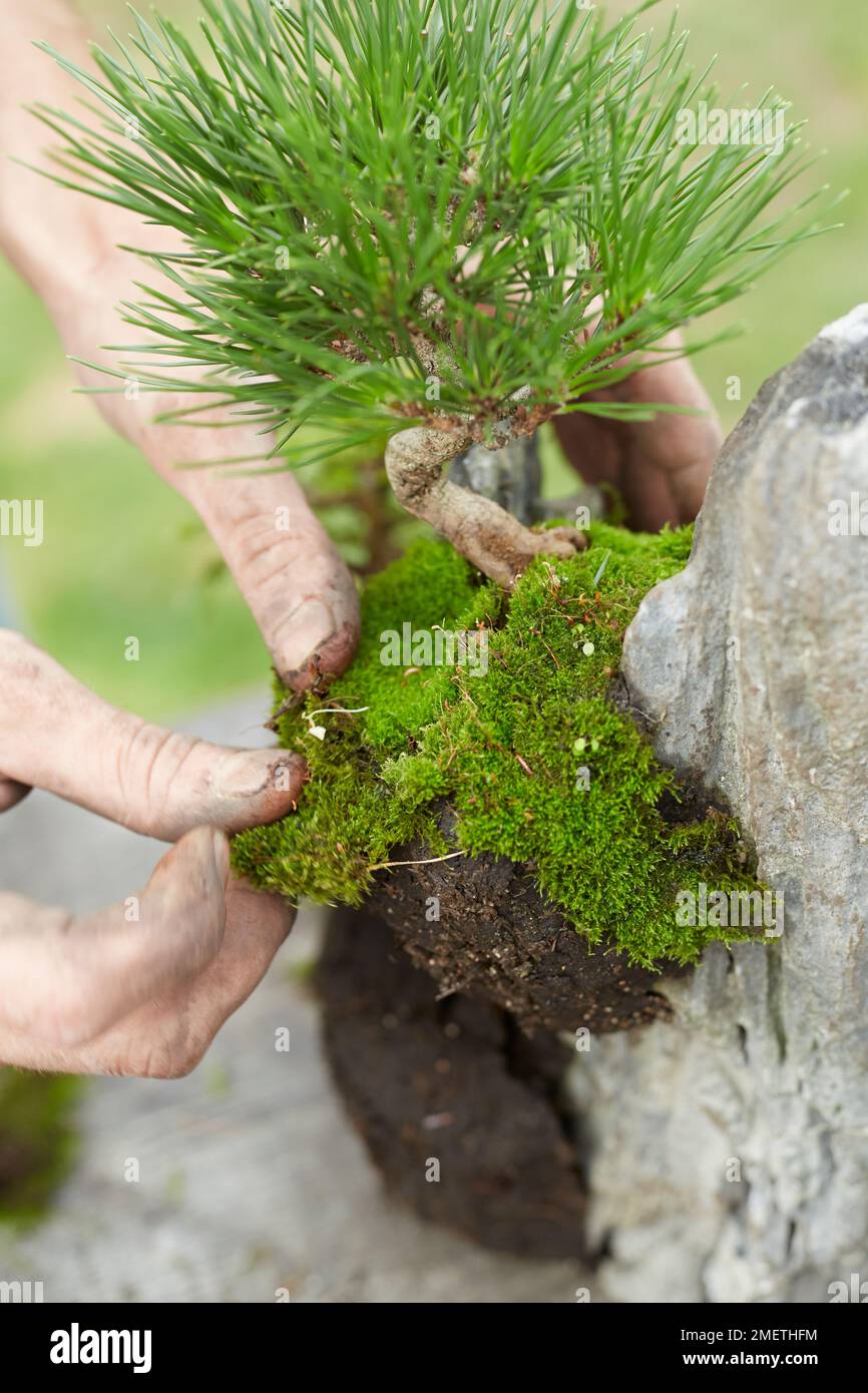 Penjing Rock Planting, using Japanese Black Pine (Pinus thunbergii ...