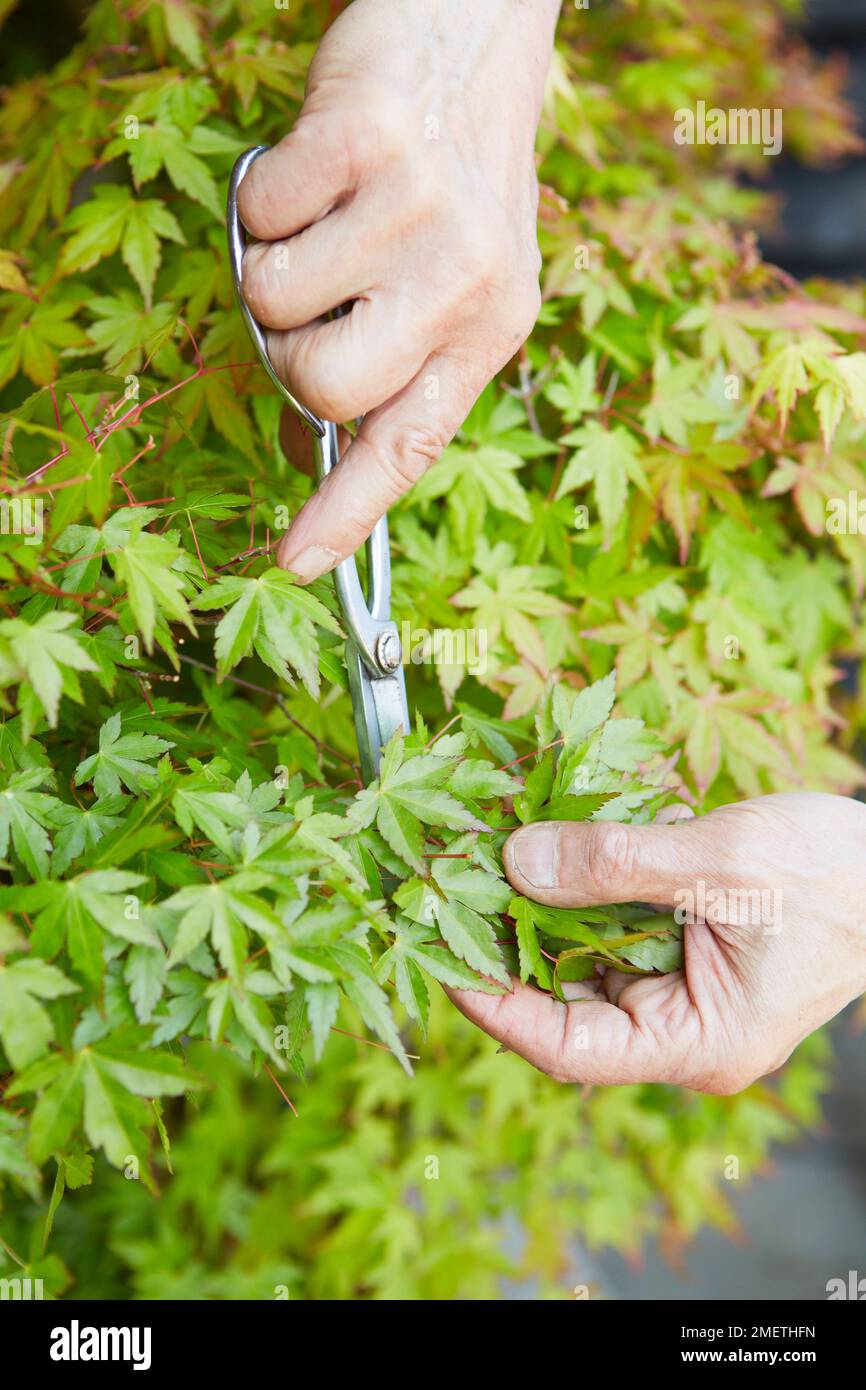 Cutting off hands hi-res stock photography and images - Alamy