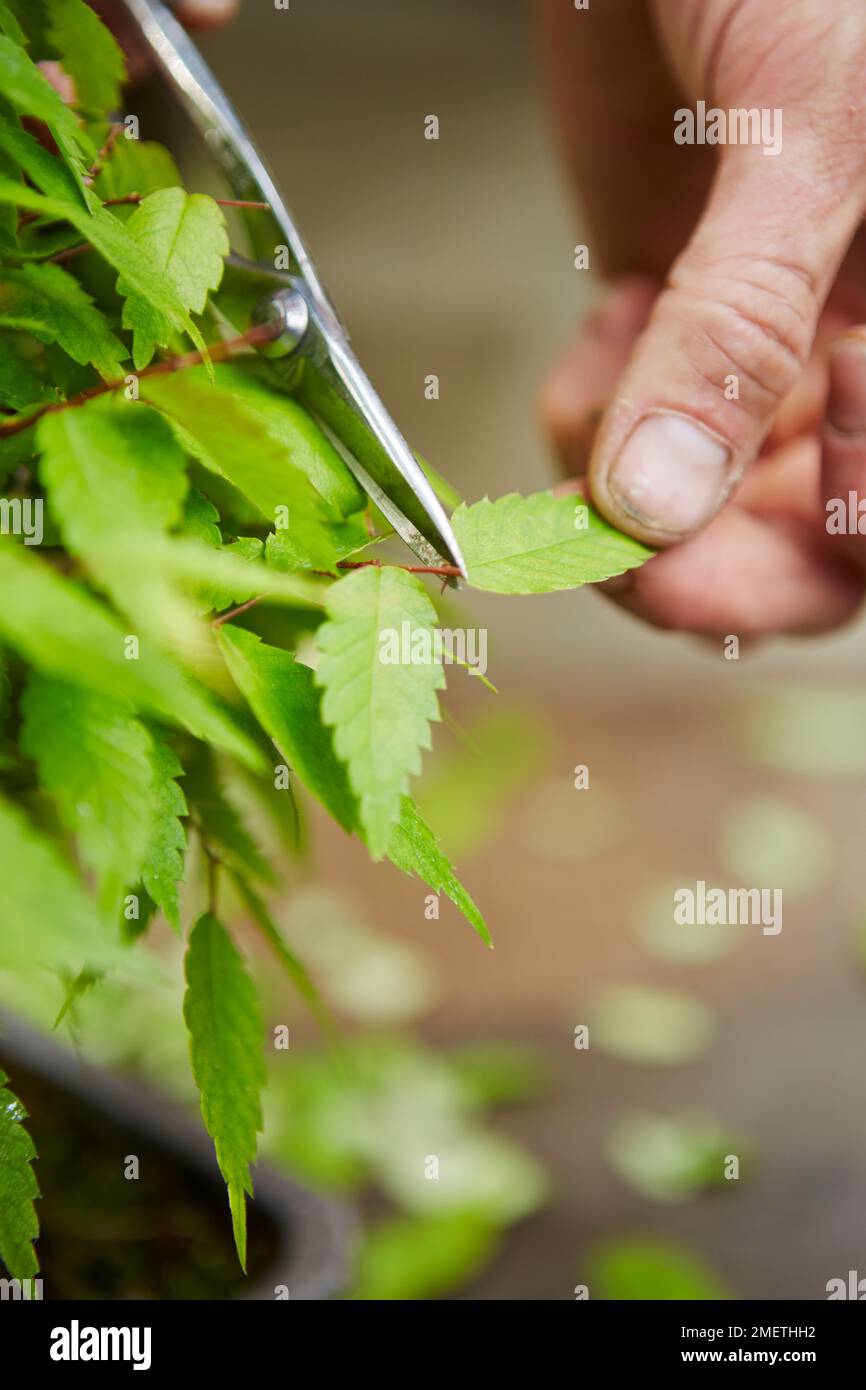 Repotting Zelkova, defoliating the tree before repotting Stock Photo ...
