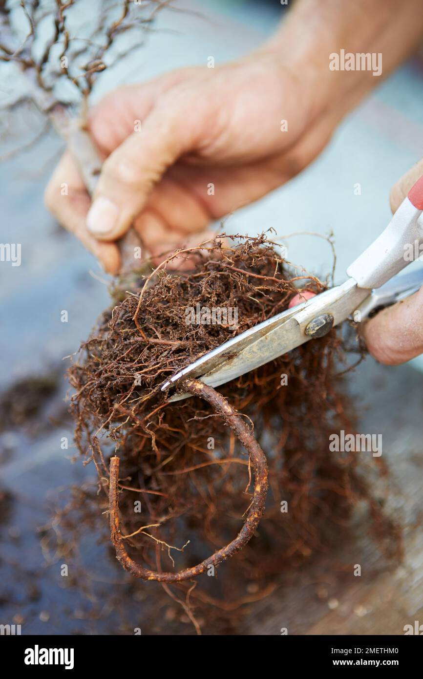 Repotting Zelkova, pruning strong roots back hard Stock Photo - Alamy