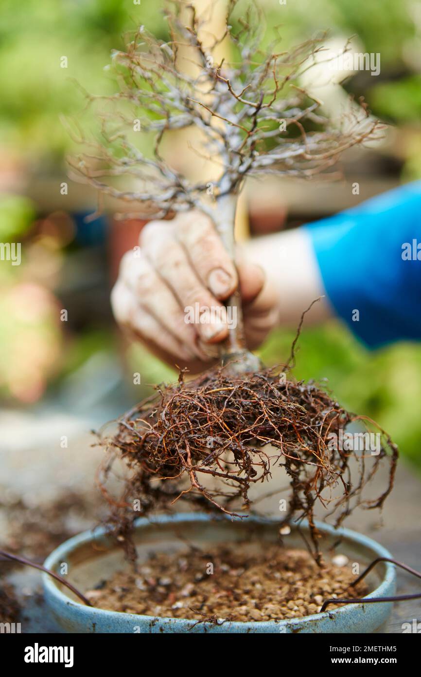 Repotting Zelkova, checking the tree fits in the pot Stock Photo - Alamy
