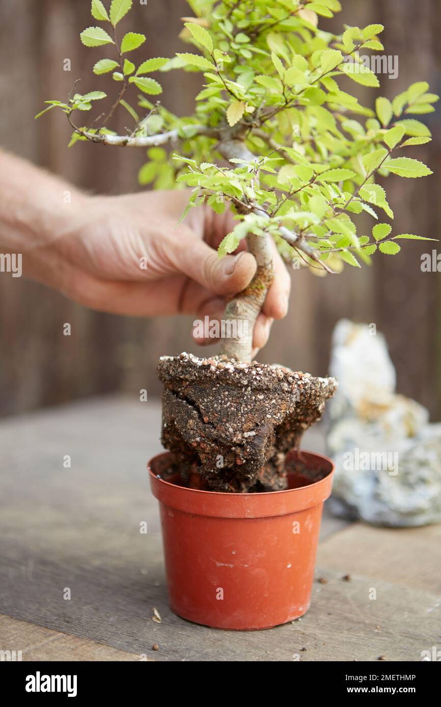 Making a root-over-rock bonsai, Ulmus parvifolia (Chinese Elm ...