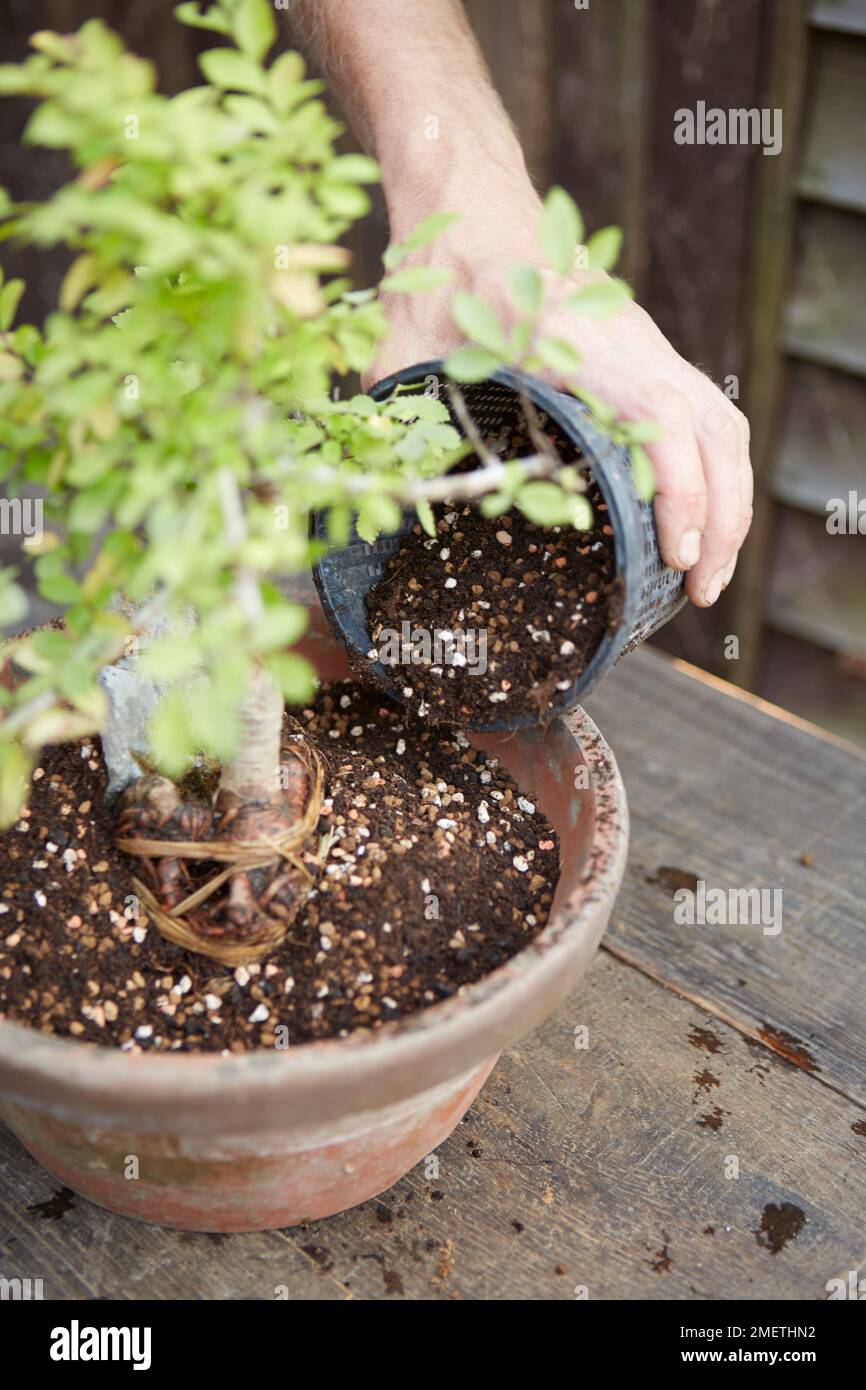 Making a root-over-rock bonsai, Ulmus parvifolia (Chinese Elm), pouring ...