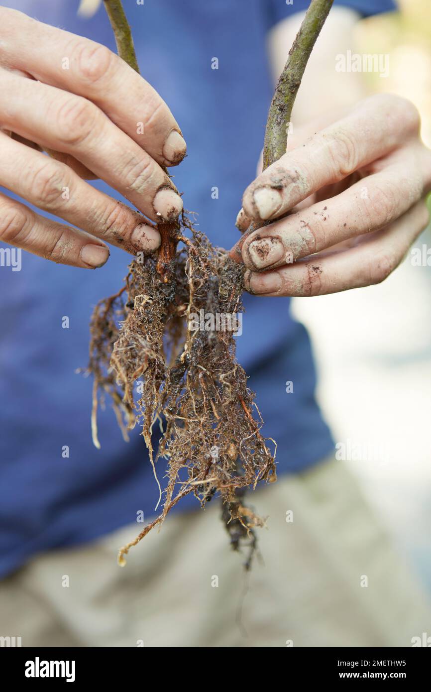 Making a twin-trunk hornbeam bonsai, choosing the best angle for the ...
