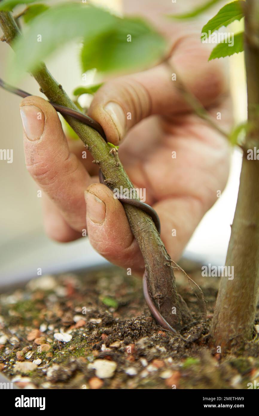 Making a twin-trunk hornbeam bonsai, wiring the daughter tree Stock ...