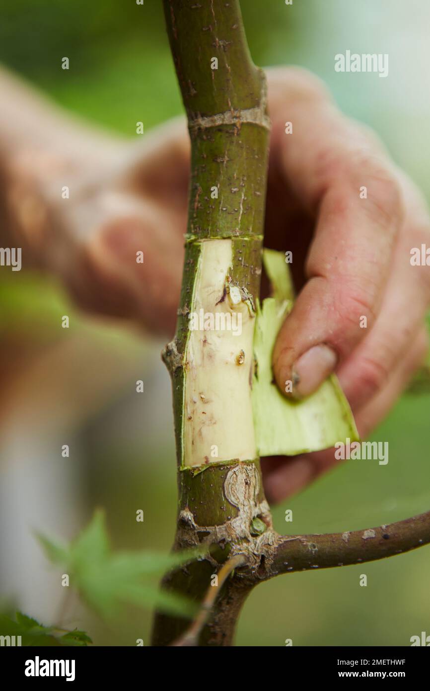 Acer palmatum (Japanese Maple), air layering, treating the wounded area ...