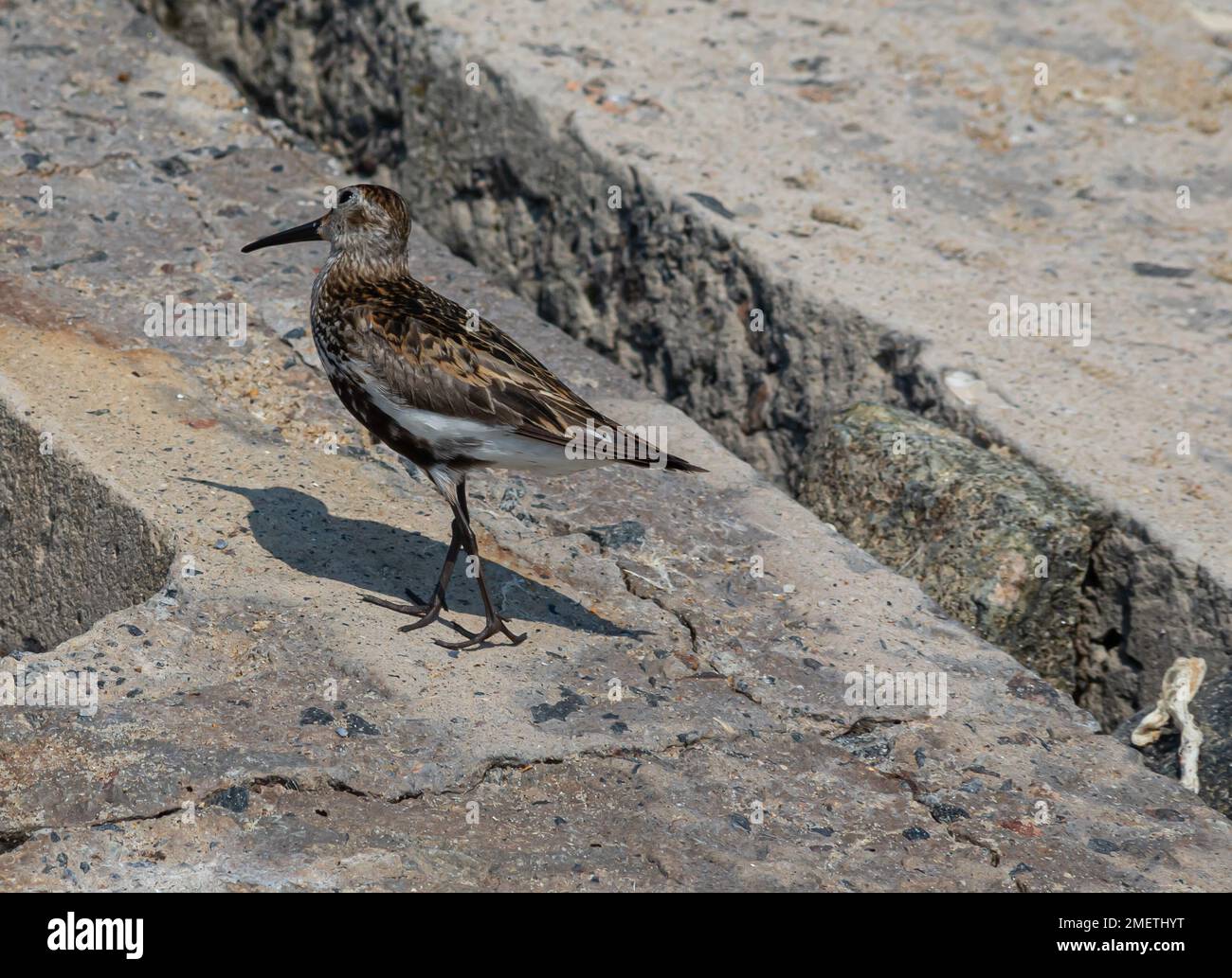 A Dunlin is walking on the beach. Also known as a Red-backed Sandpiper ...