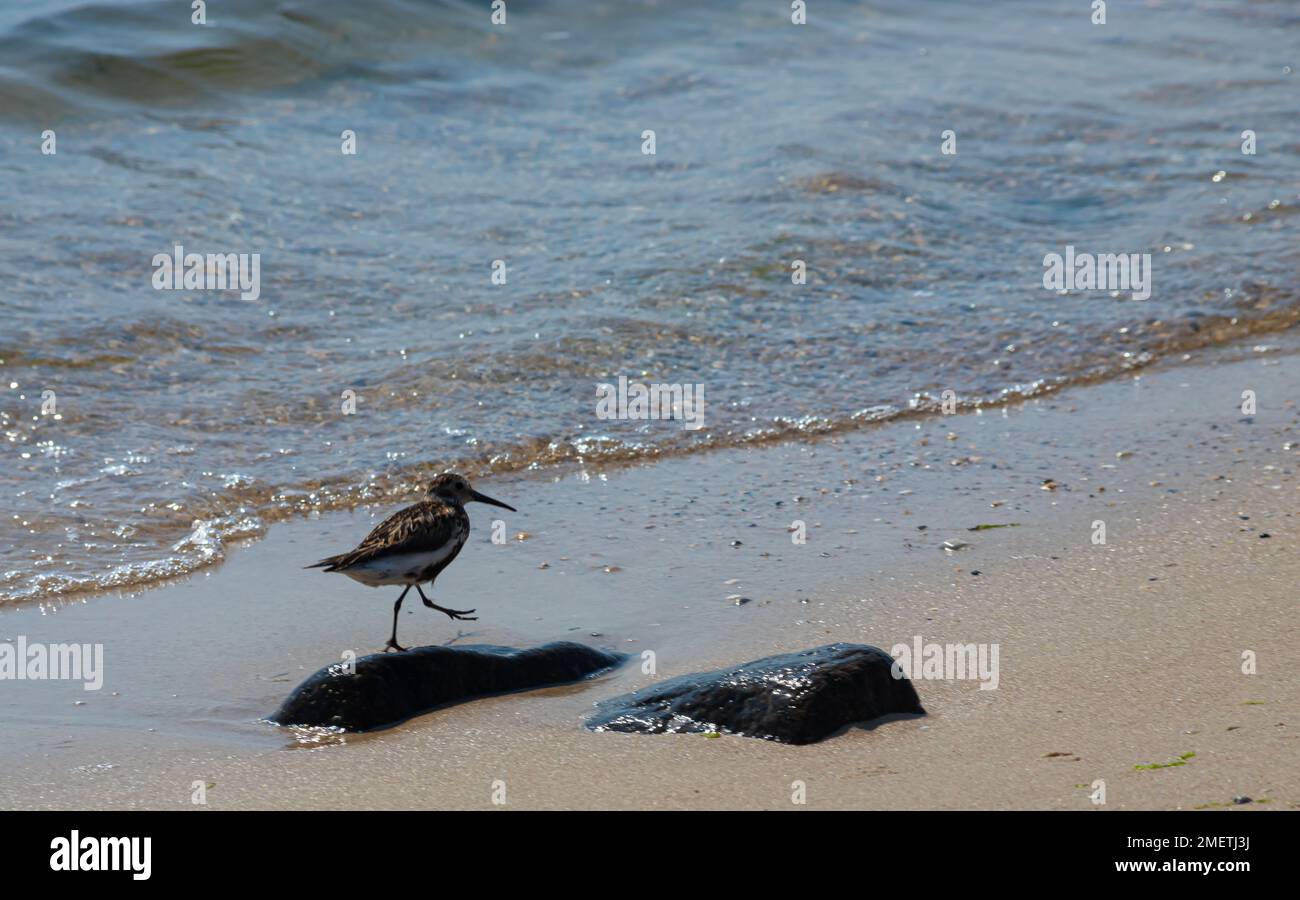 A Dunlin is walking on the beach. Also known as a Red-backed Sandpiper ...