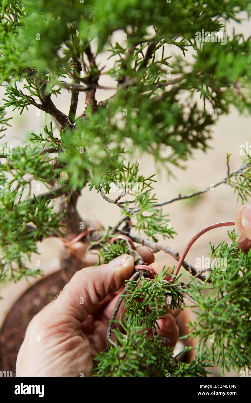 Twisted dead wood juniper (Literarti deadwood slanting Juniper), wiring ...