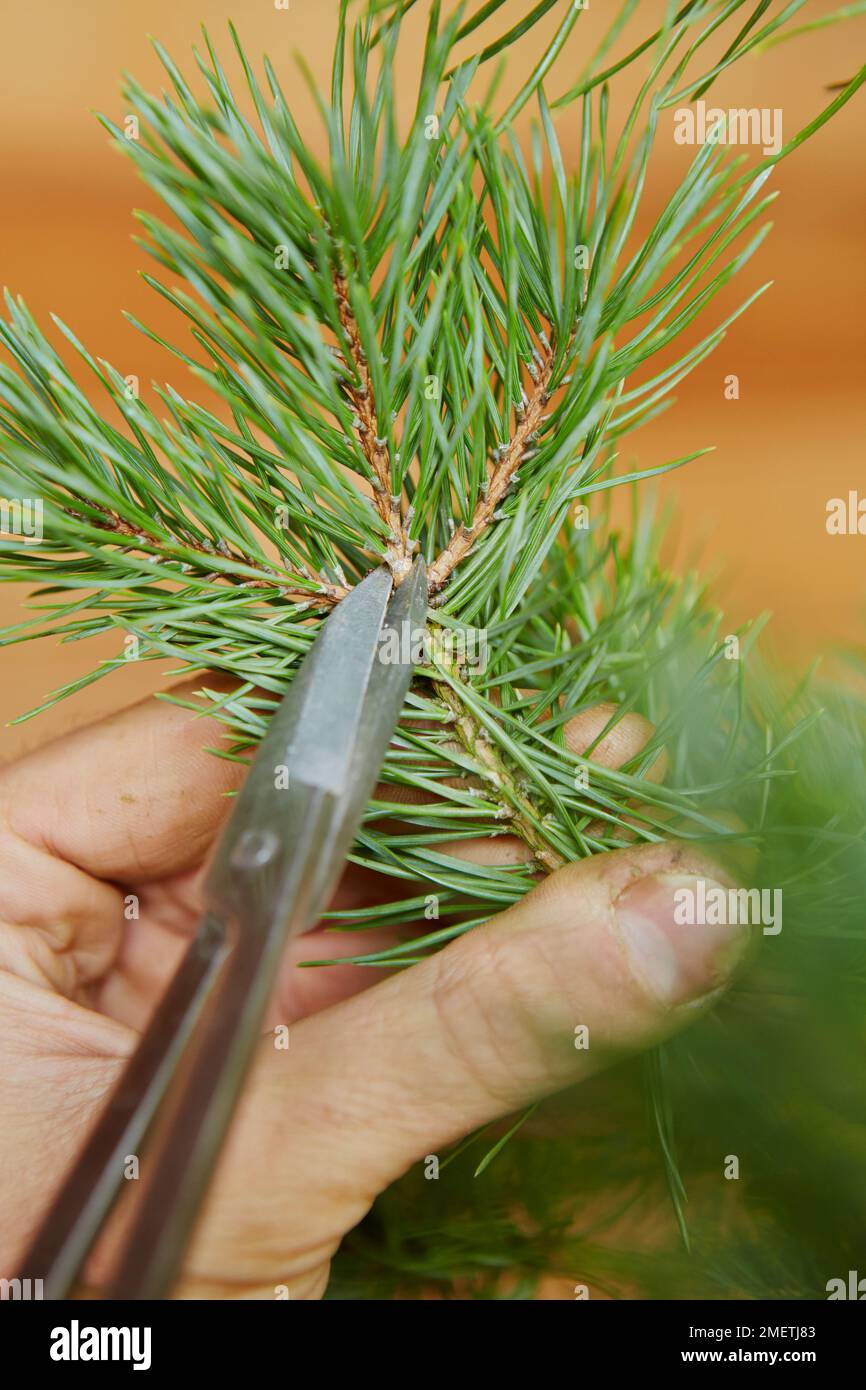 Styling wild collected pine (yamadori), pruning back branch tips Stock ...