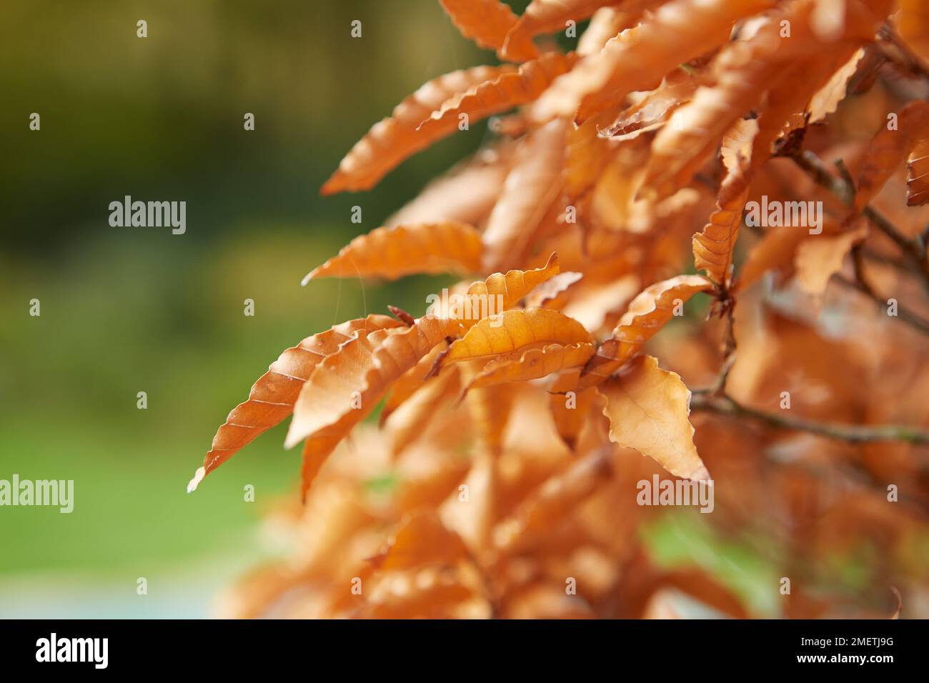 Japanese White Beech (Fagus Crenata), orange / reddish brown leaves ...