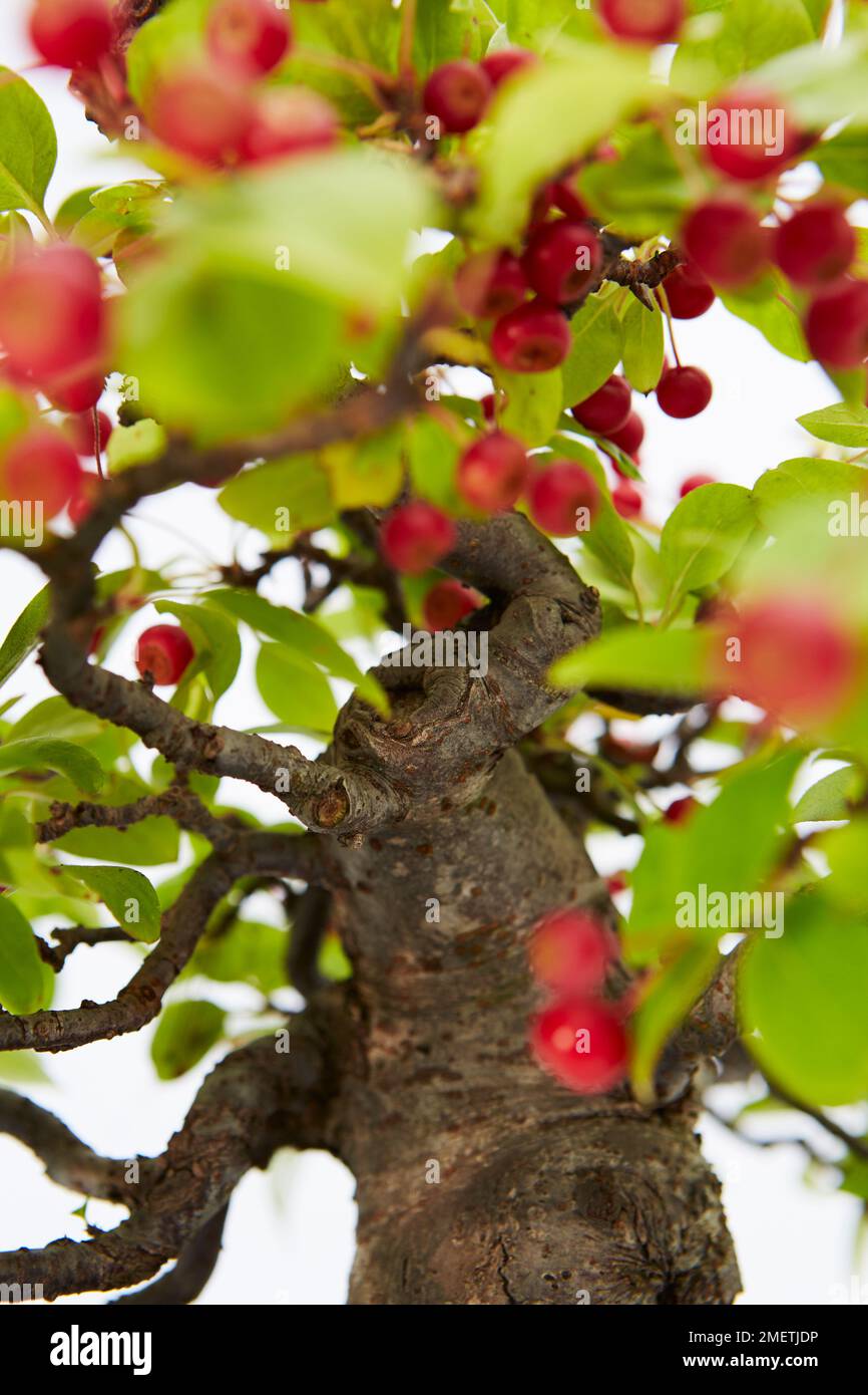 Dwarf Crab Apple (Malus Stock Photo - Alamy