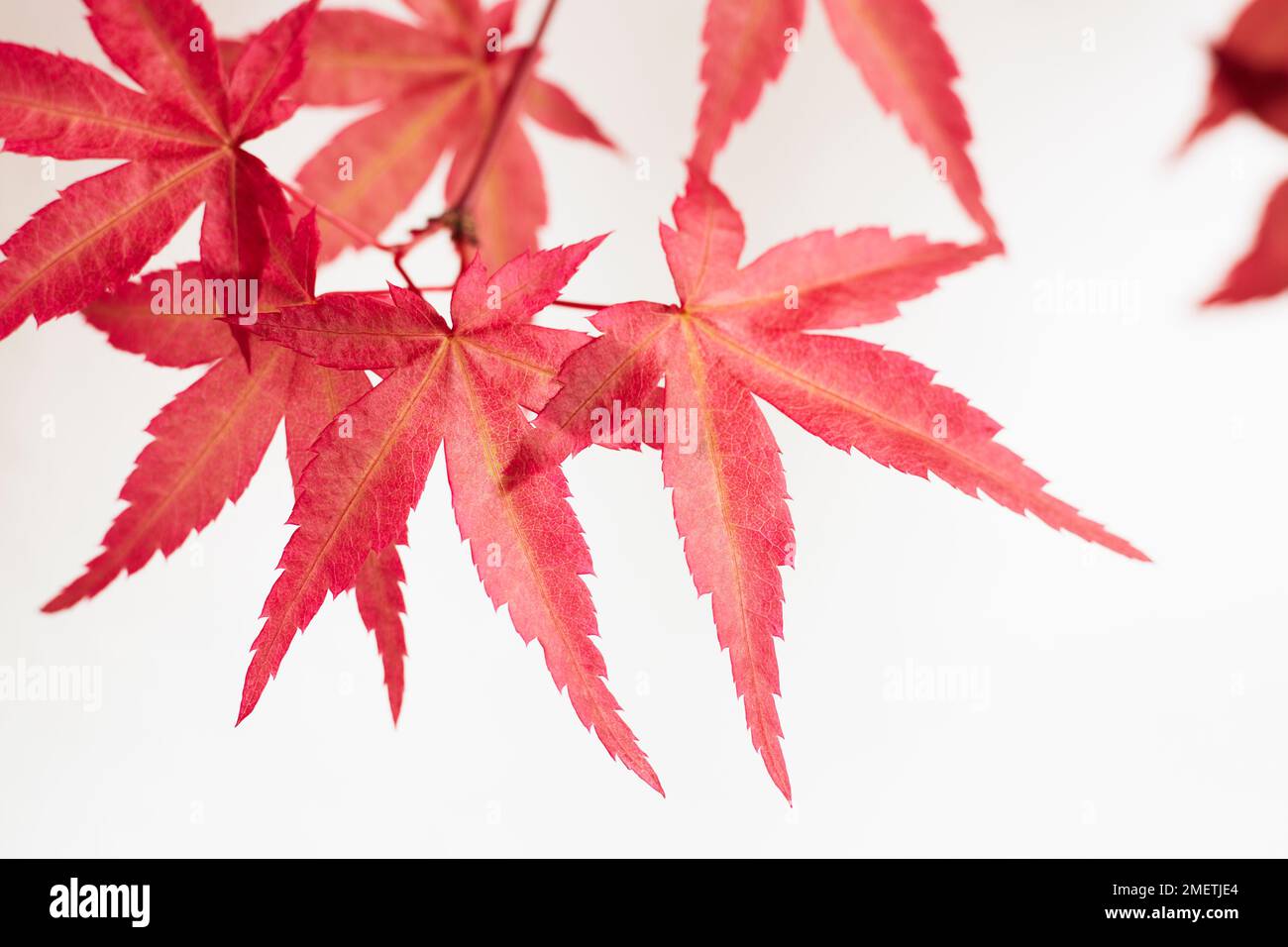 Bonsai Acer Palmatum 'Deshojo', Japanese Red Maple Stock Photo - Alamy