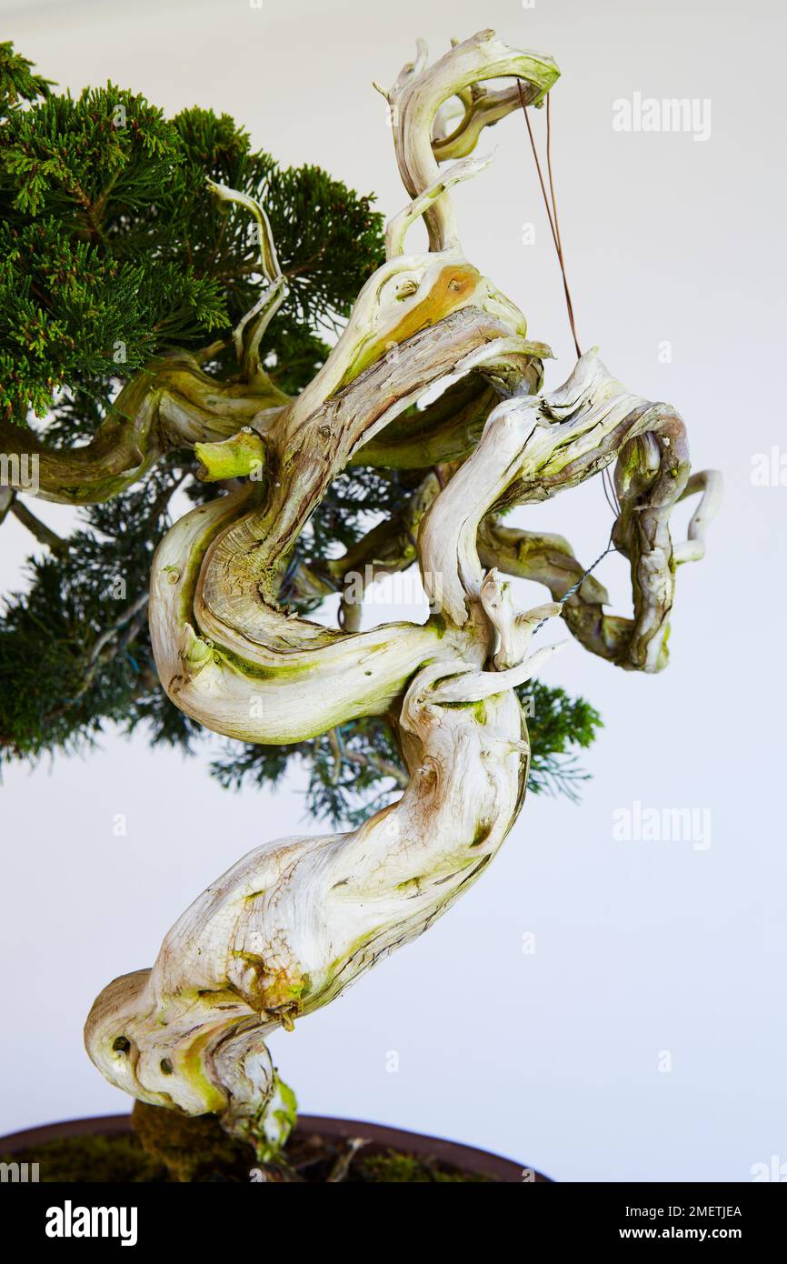 Juniperus Sabina (Sabina Juniper), bonsai tree Stock Photo - Alamy