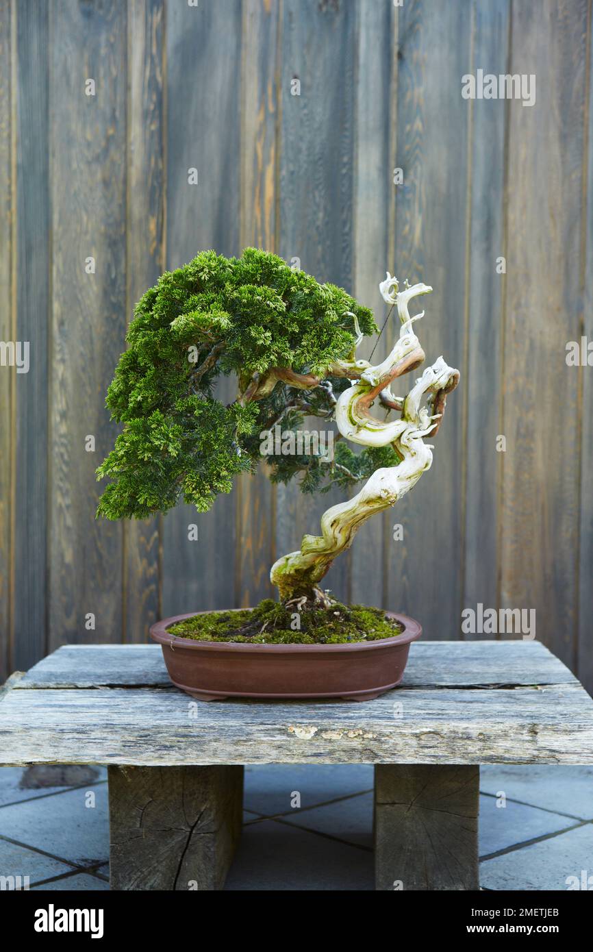 Sabina Juniper (Juniperus Sabina Stock Photo - Alamy
