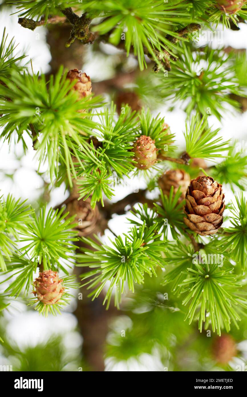 Japanese Larch (Larix Kaempferi Stock Photo - Alamy