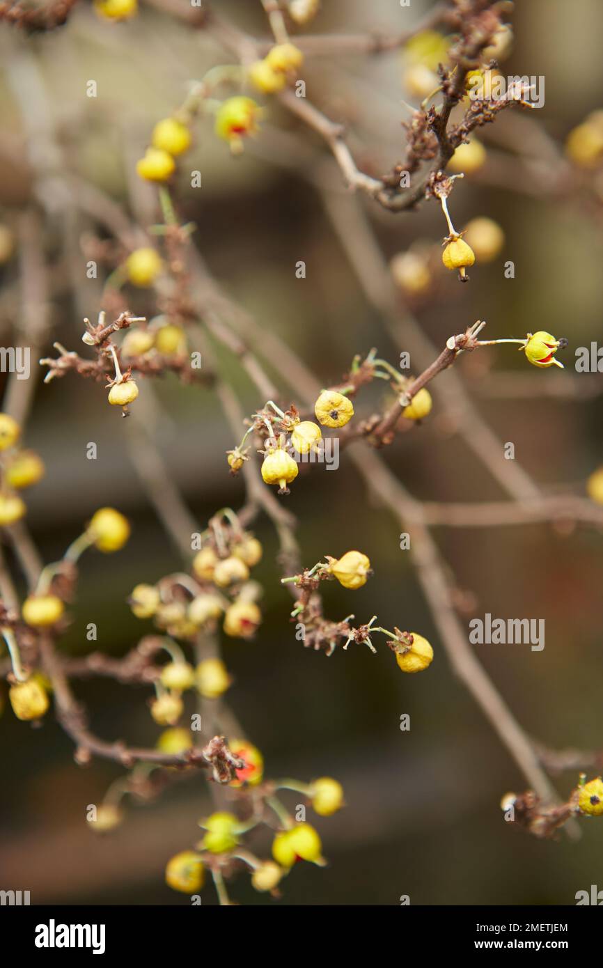 Oriental Bittersweet (Celastrus), yellow fruit Stock Photo - Alamy