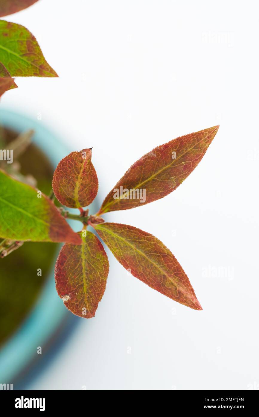 Winged Spindle (Euonymus alatus Stock Photo - Alamy