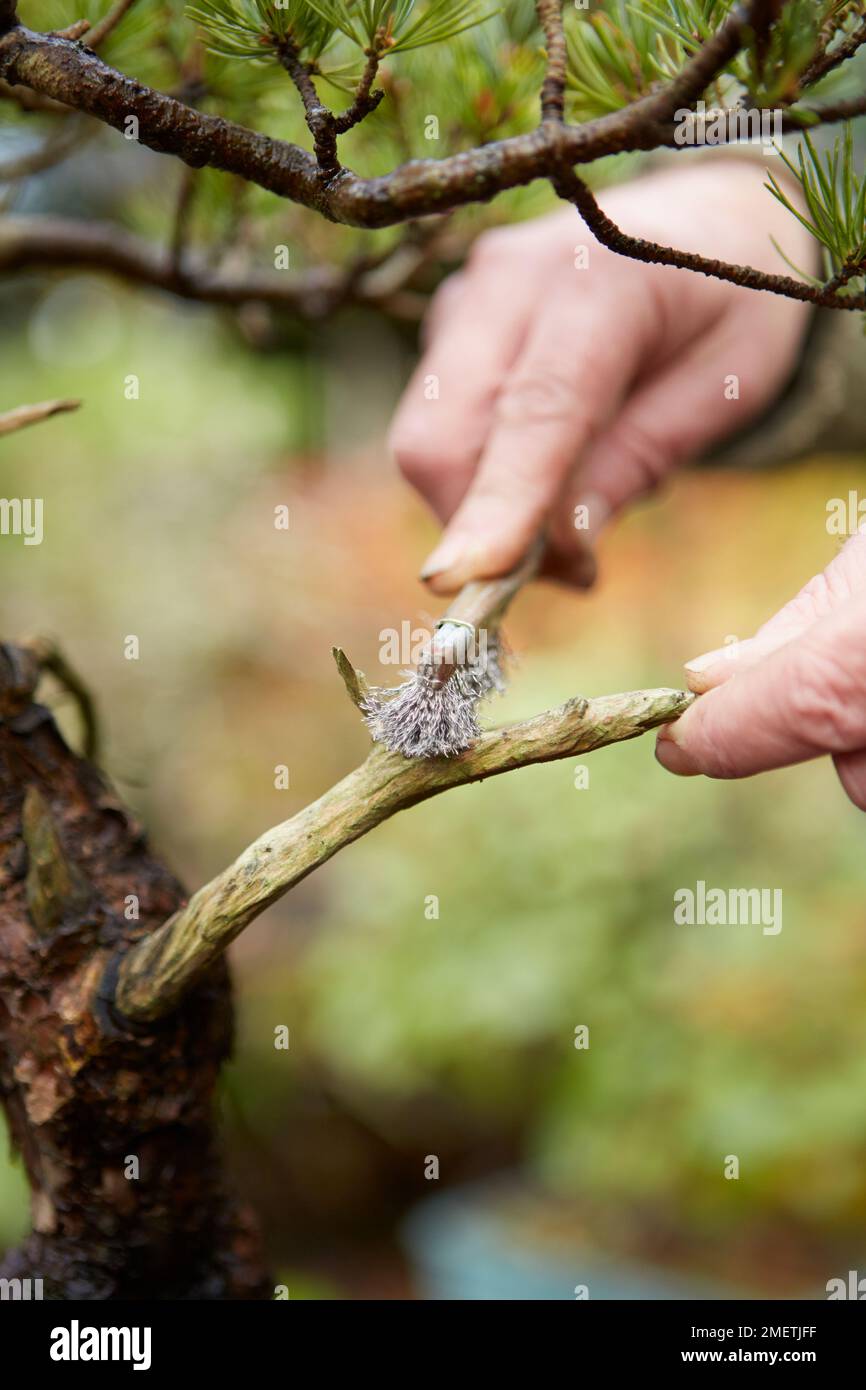 Cleaning off dead wood with wire brush Stock Photo - Alamy