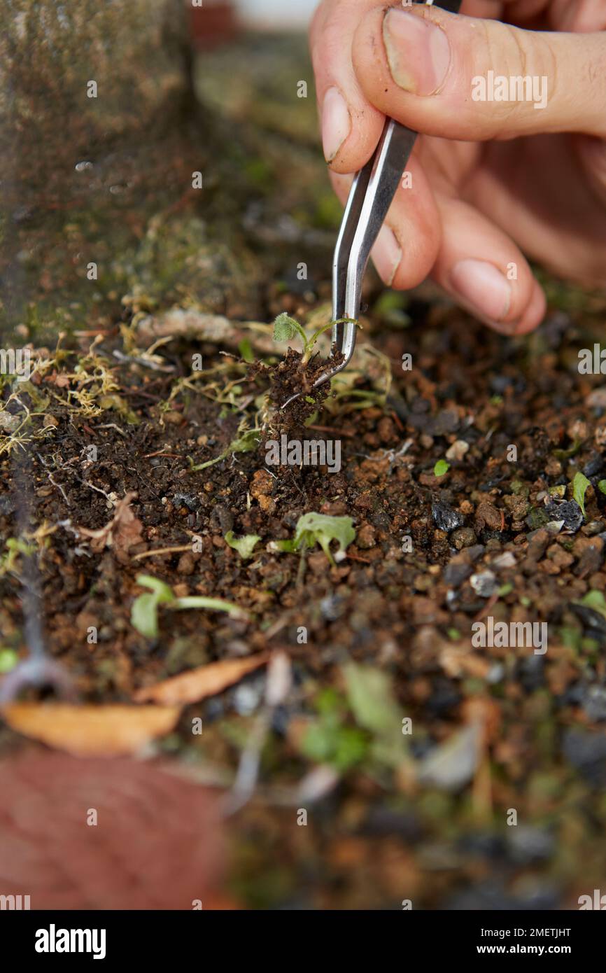 Weeding and Cleaning a Japanese White Beech (Fagus Crenata Stock Photo ...