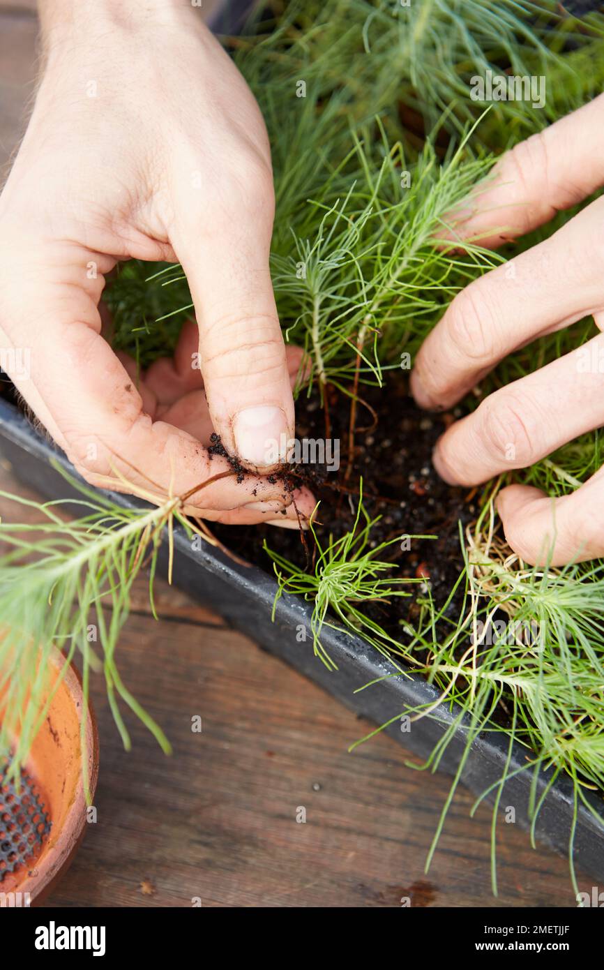 Growing bonsai from the beginning, Japanese Black Pine Seedlings (Pinus ...