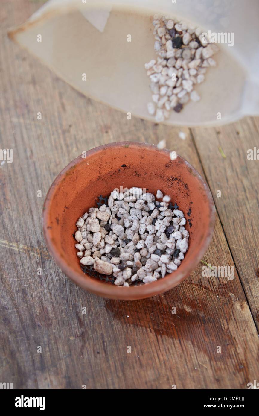 Potting up bonsai pine seedling, preparing a small training pot, piece ...