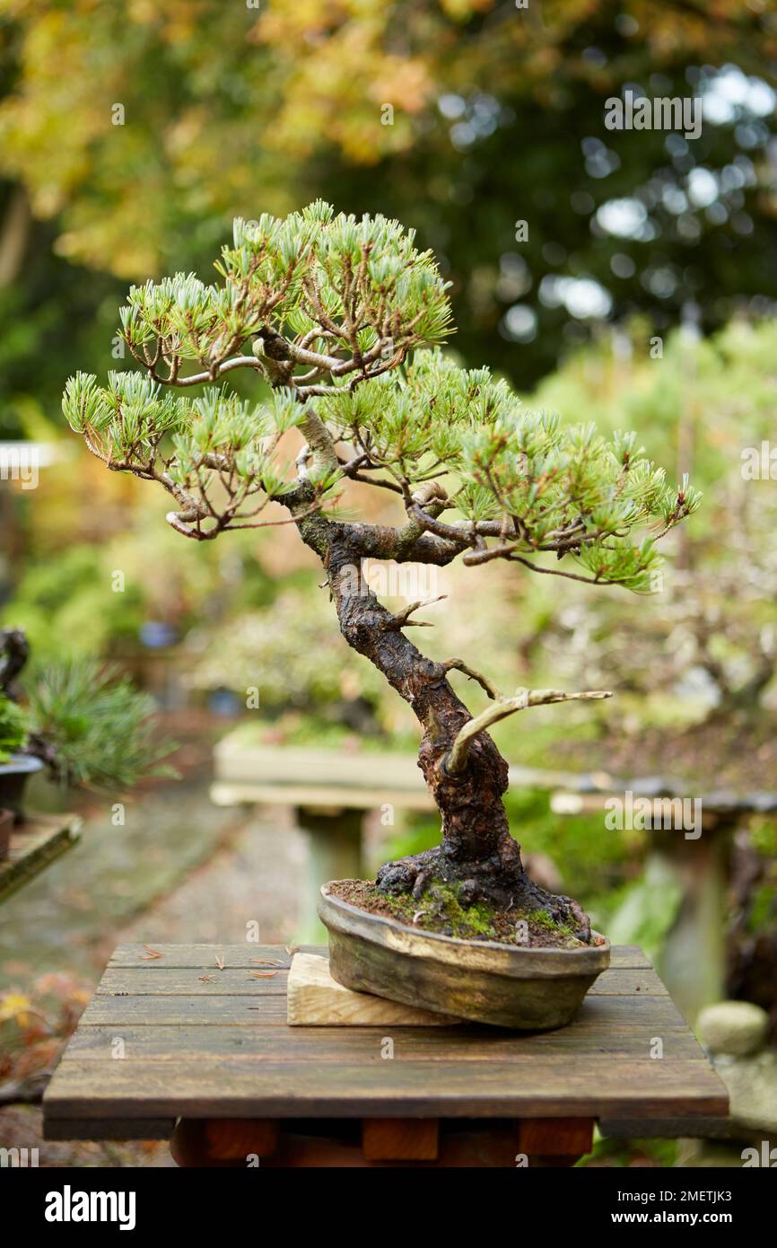 Propped up Pine, helping waterlogged pots to drain better by placing ...