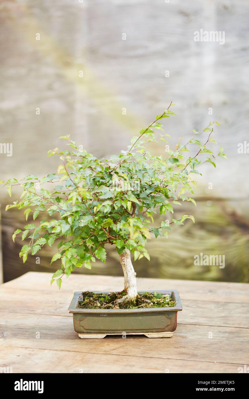 Half dead tree hi-res stock photography and images - Alamy