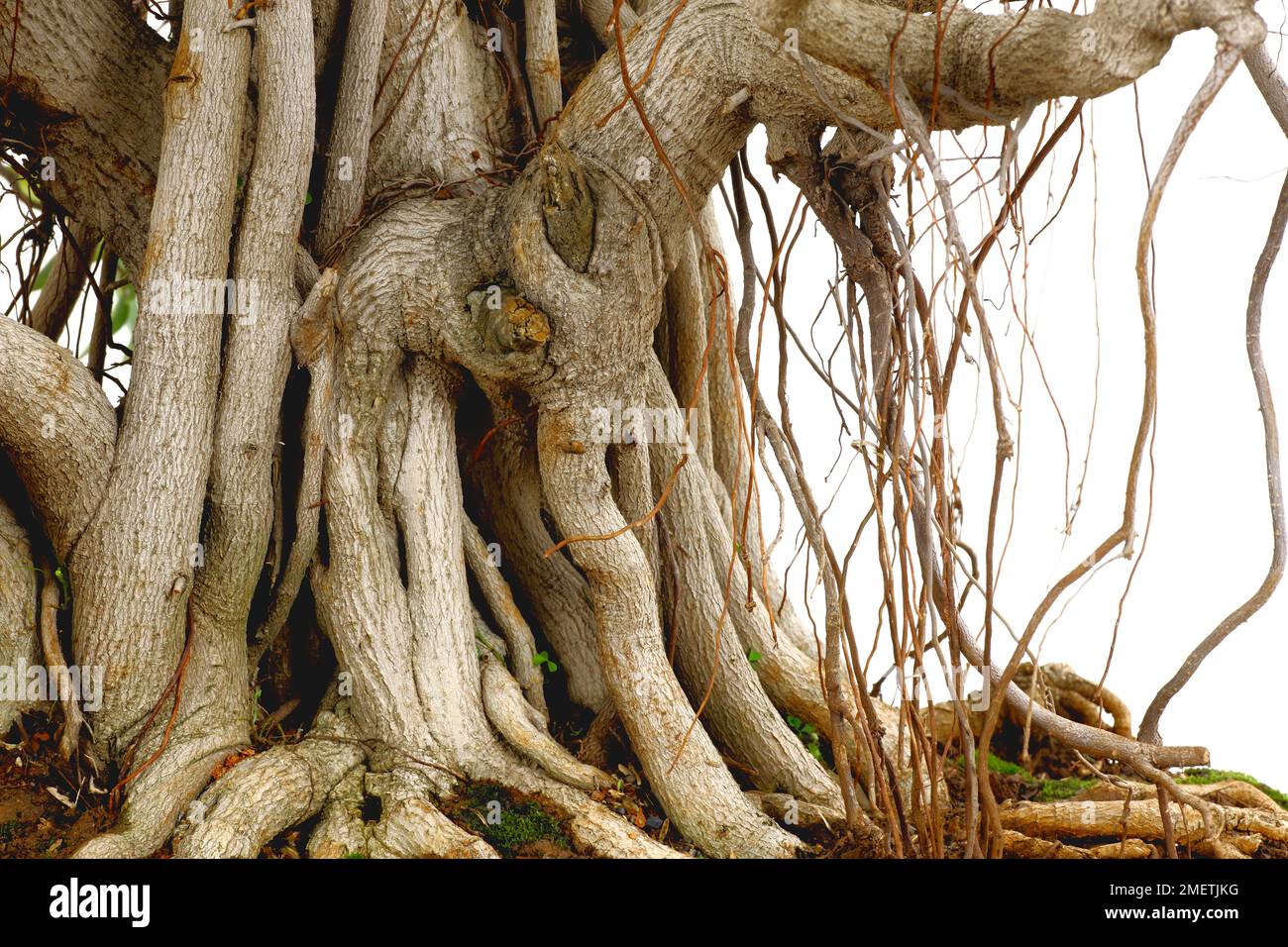 Aerial roots fig hi-res stock photography and images - Alamy