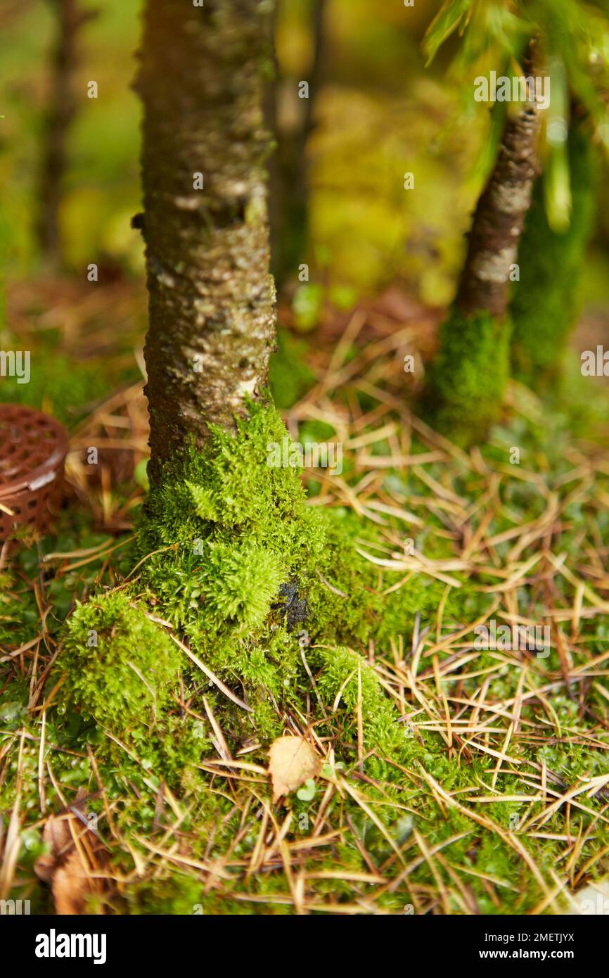 Moss growing on trunk of bonsai tree Stock Photo - Alamy