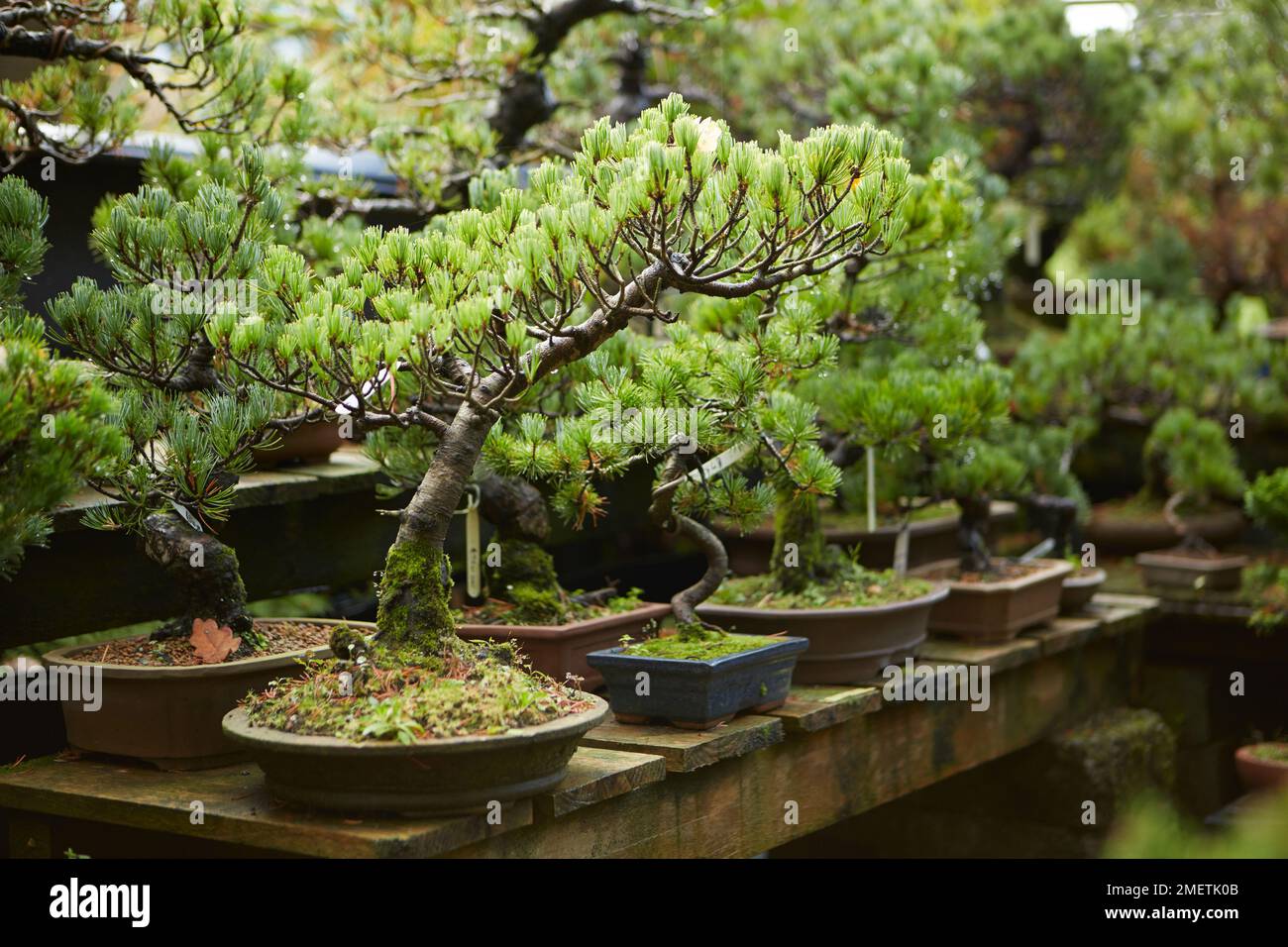 Selection of bonsai trees displayed in bonsai nursery Stock Photo - Alamy