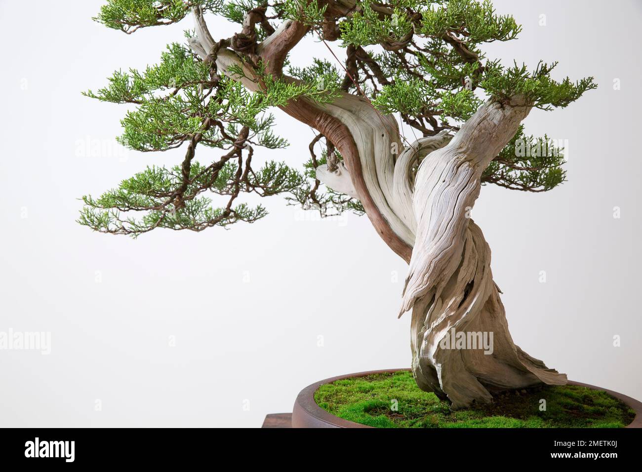 Juniper Bonsai Wallpaper