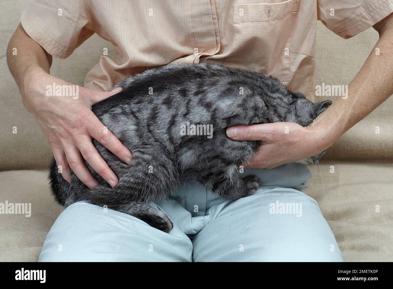 Female cat, owner checking body Stock Photo - Alamy