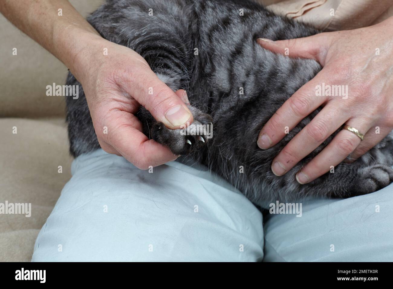 Female cat, owner checking paws and nails Stock Photo - Alamy