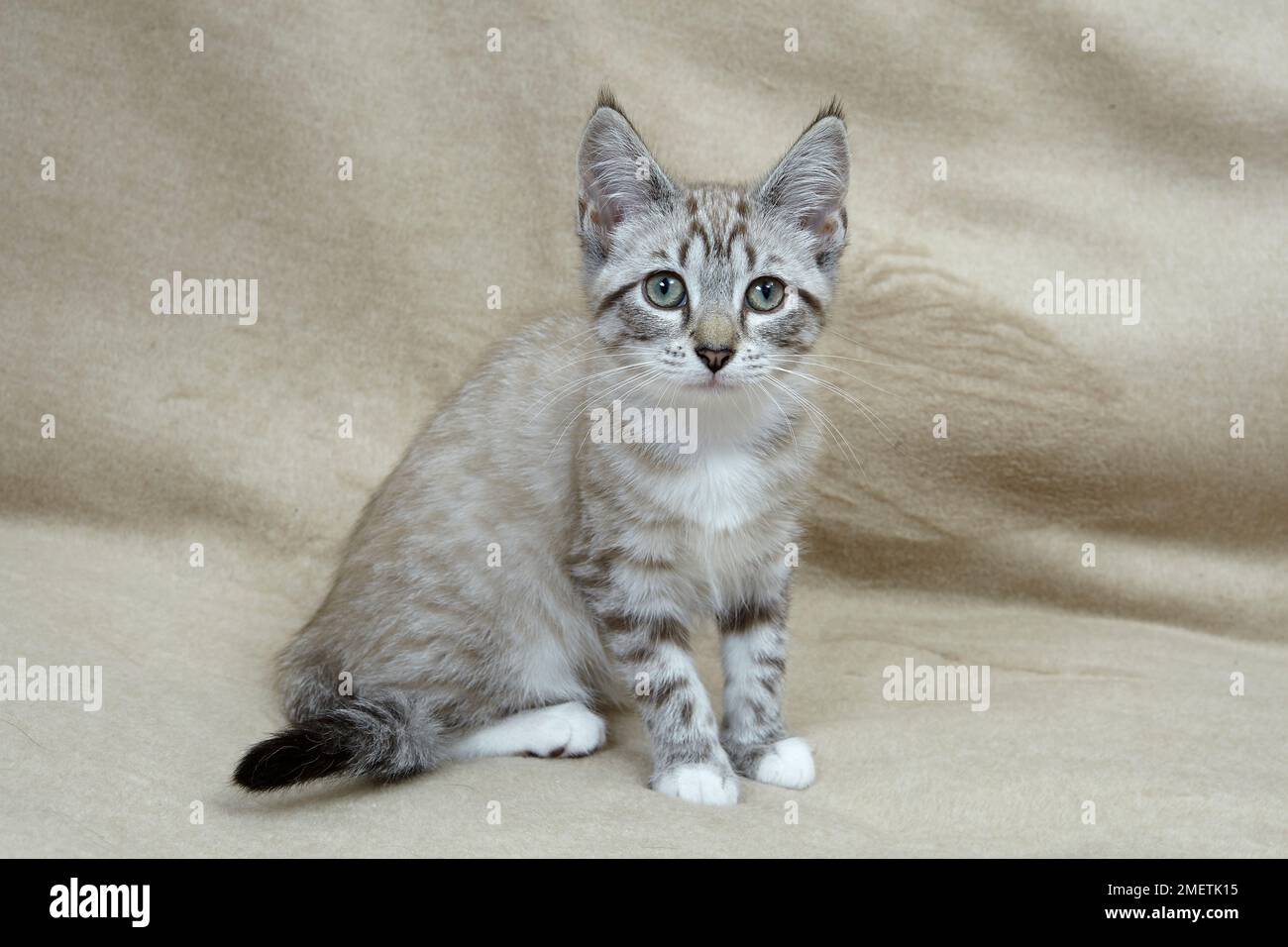 Female kitten hi-res stock photography and images - Alamy