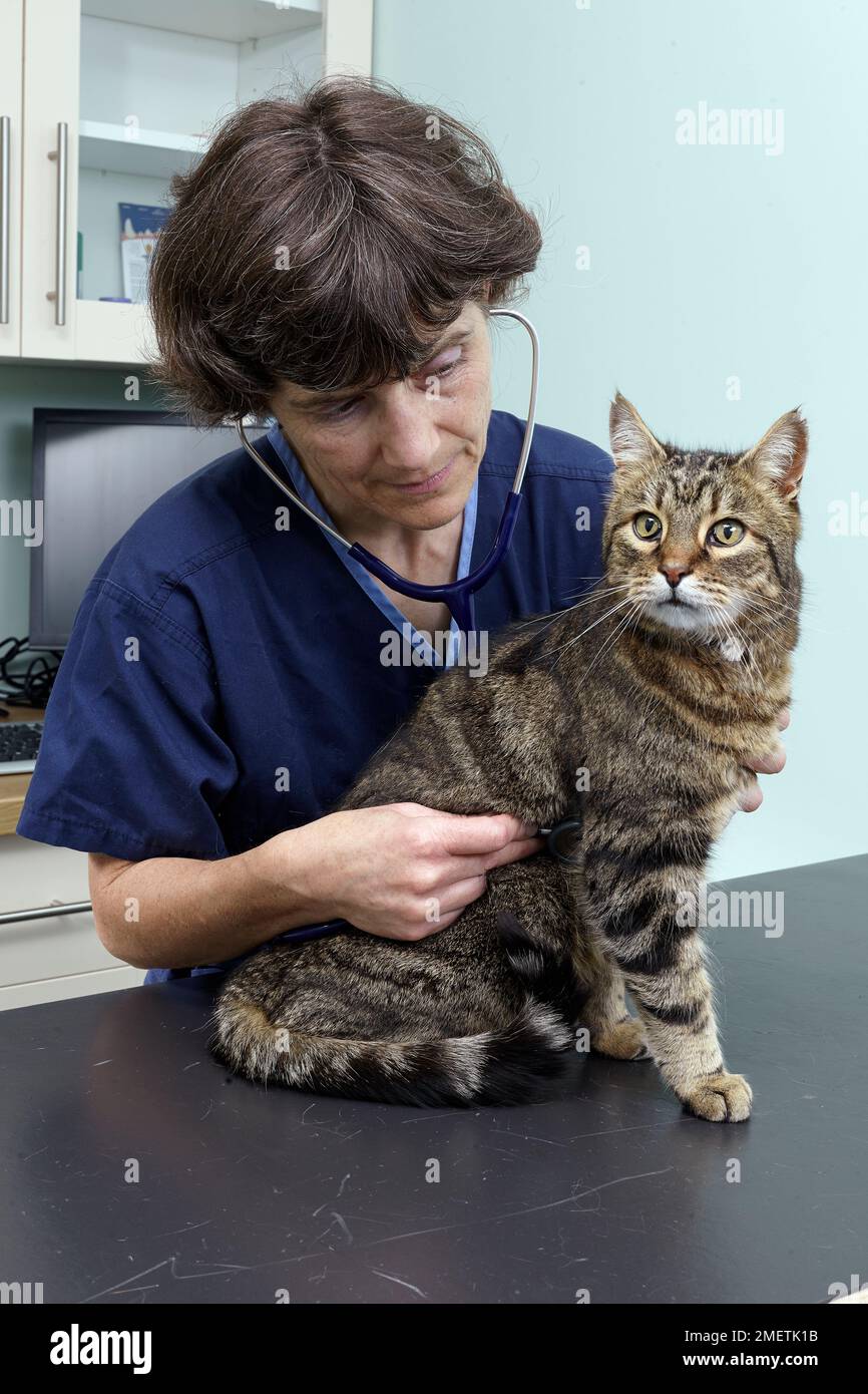 Vet cat heart hi-res stock photography and images - Alamy