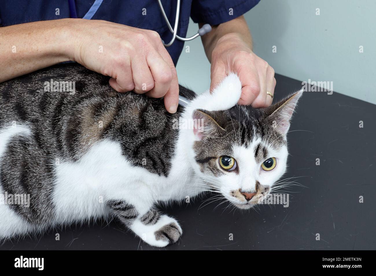 Male tabby and white cat, vet administering vaccination Stock Photo - Alamy