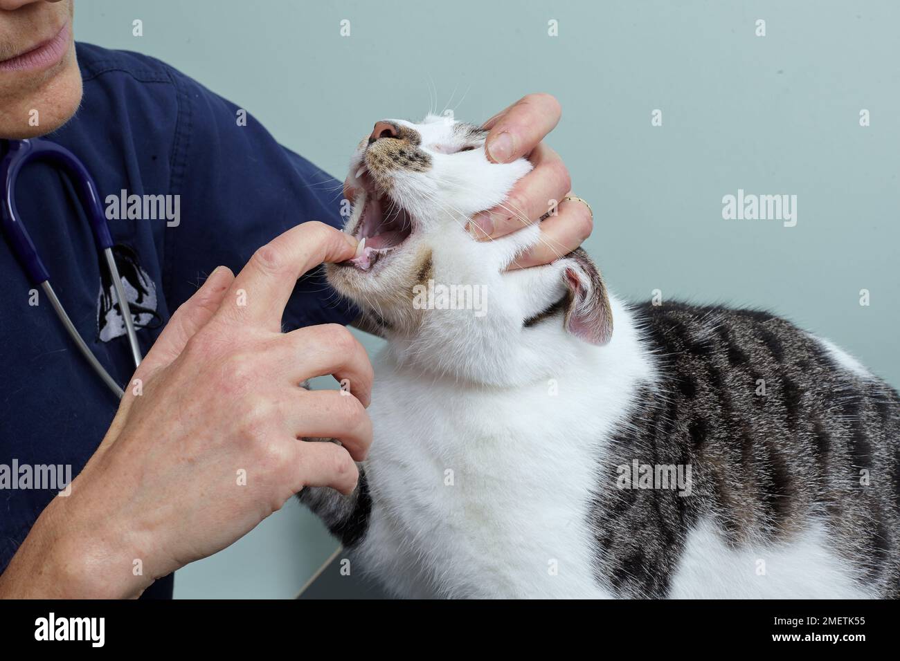 Male tabby and white cat, vet giving tablet Stock Photo - Alamy