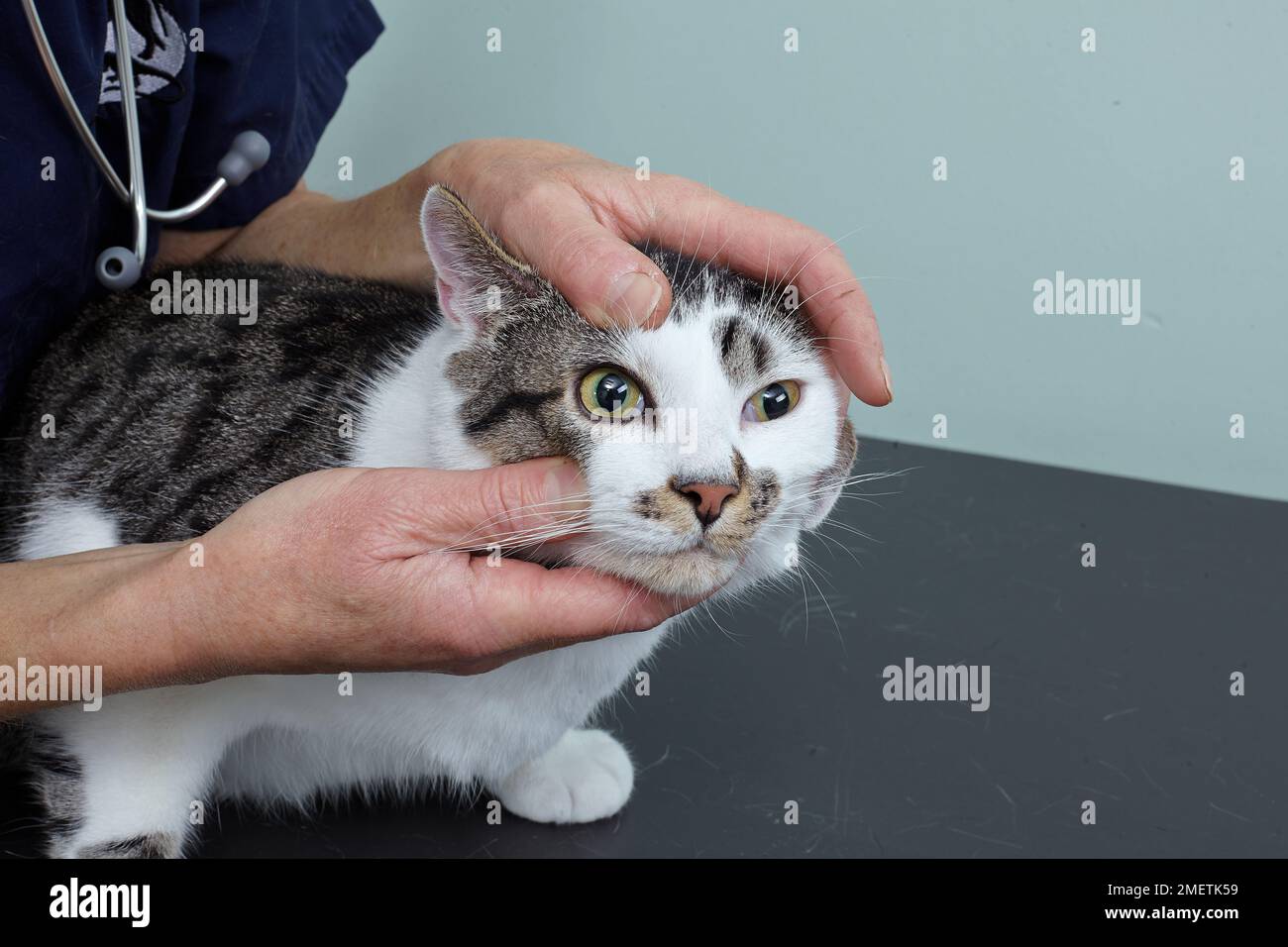 Male tabby and white cat, vet checking eyes Stock Photo - Alamy