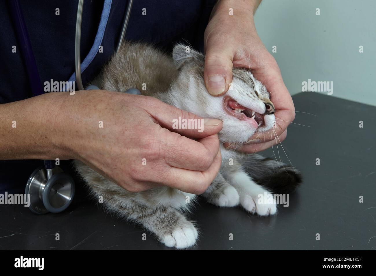 Kitten, female, 14-week-old, vet checking teeth Stock Photo - Alamy