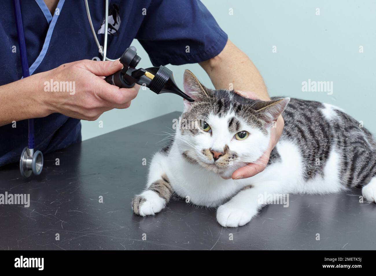 Vet examining tabby cat hi-res stock photography and images - Alamy