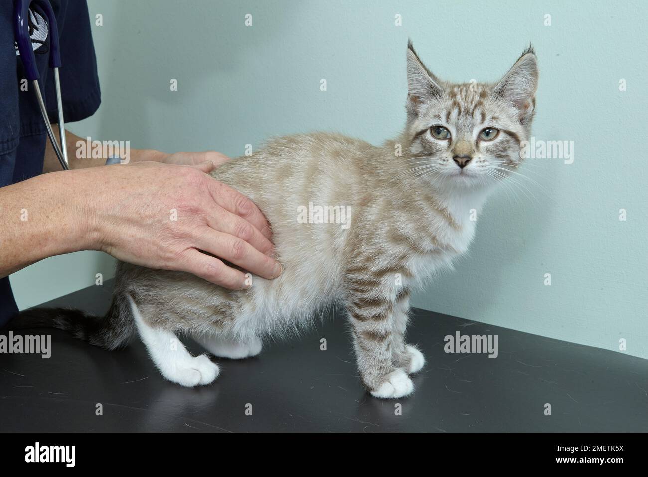 Body part of animals hi-res stock photography and images - Alamy