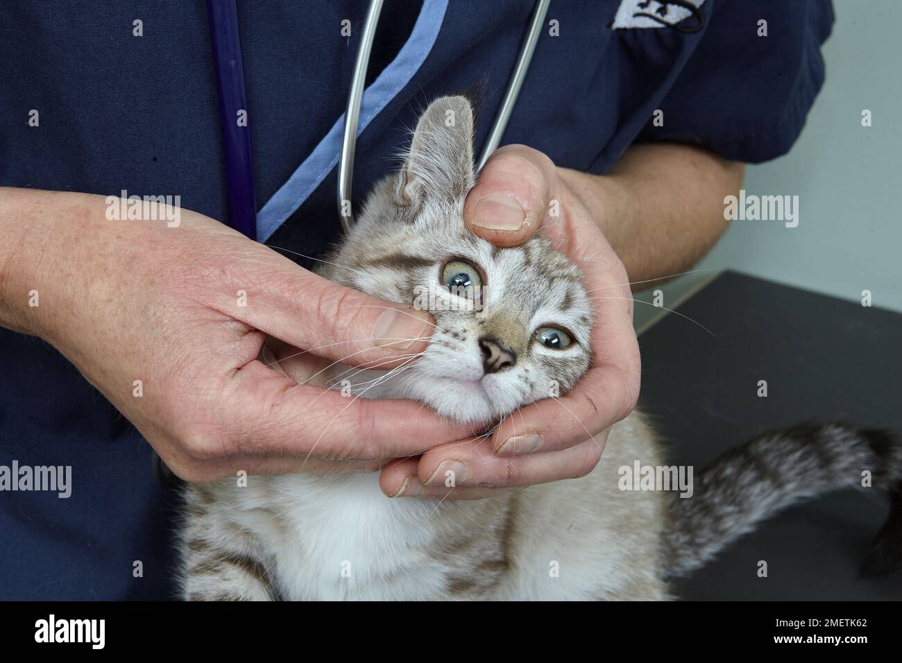 Kitten, female, 14-week-old, vet checking eyes Stock Photo - Alamy
