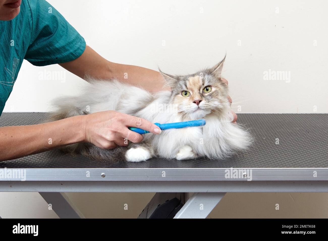 Female Maine Coon, grooming longhair cat using comb at grooming parlour ...